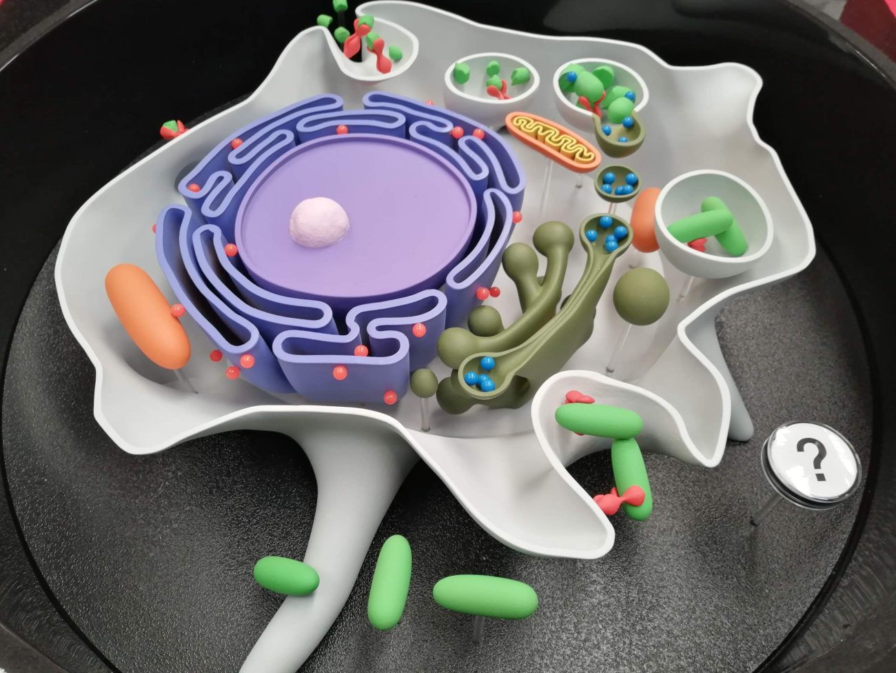 The Human Body – Science Projects